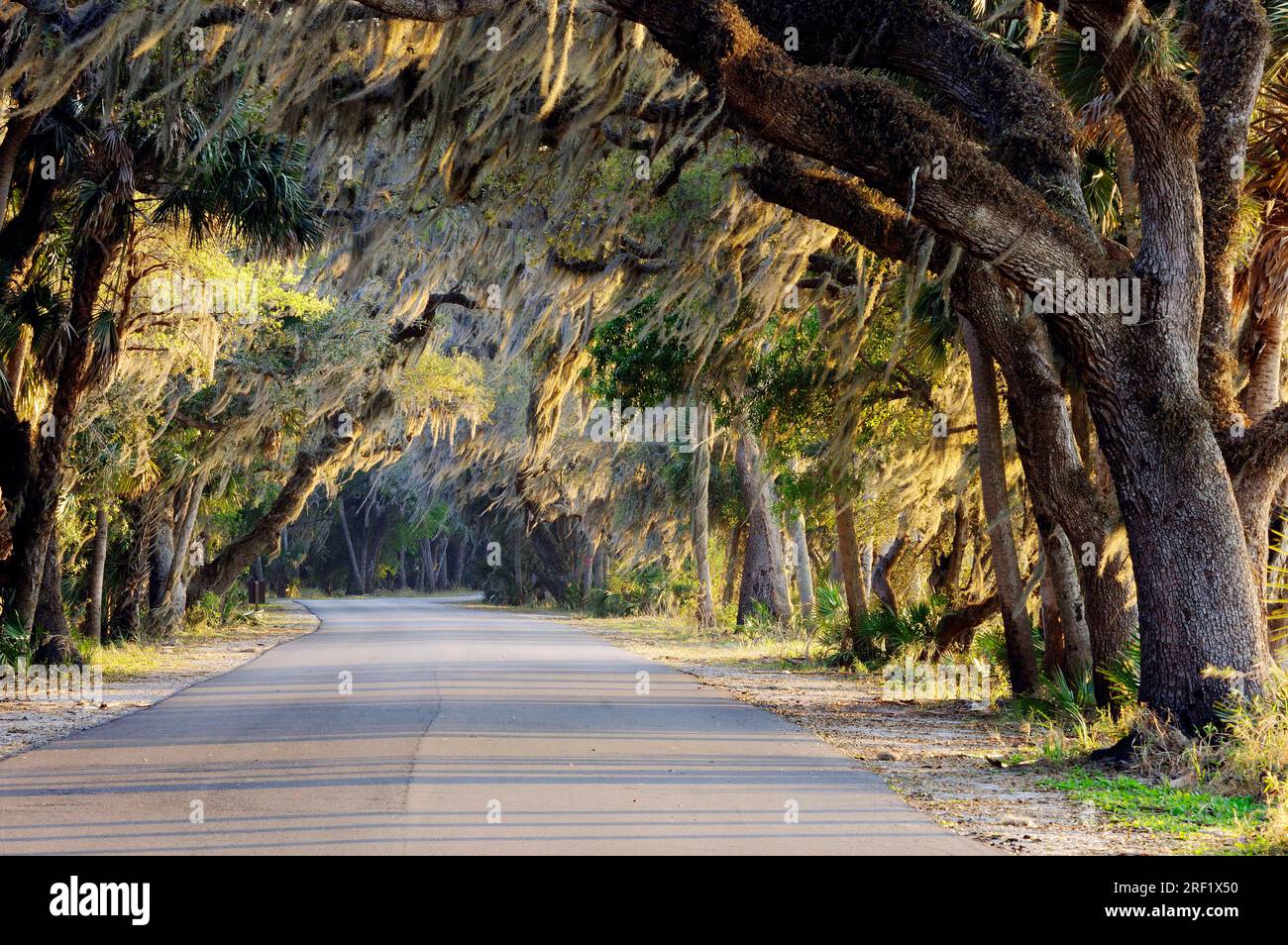 Road and trees with Louisiana moss, Myakka River State Park, Florida ...