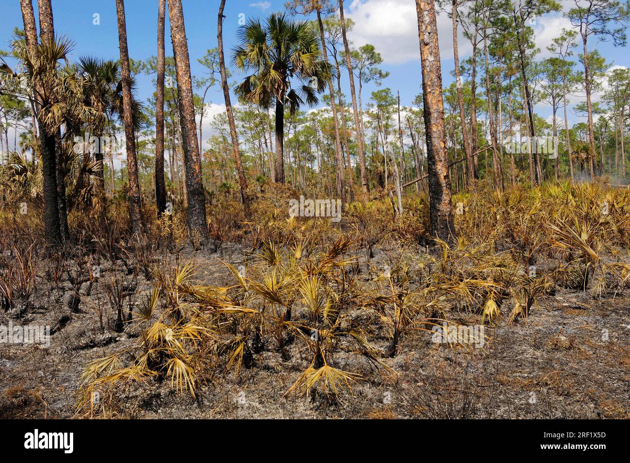 Saw Palmettos (Serenoa repens) and South Florida Slash Pines after ...