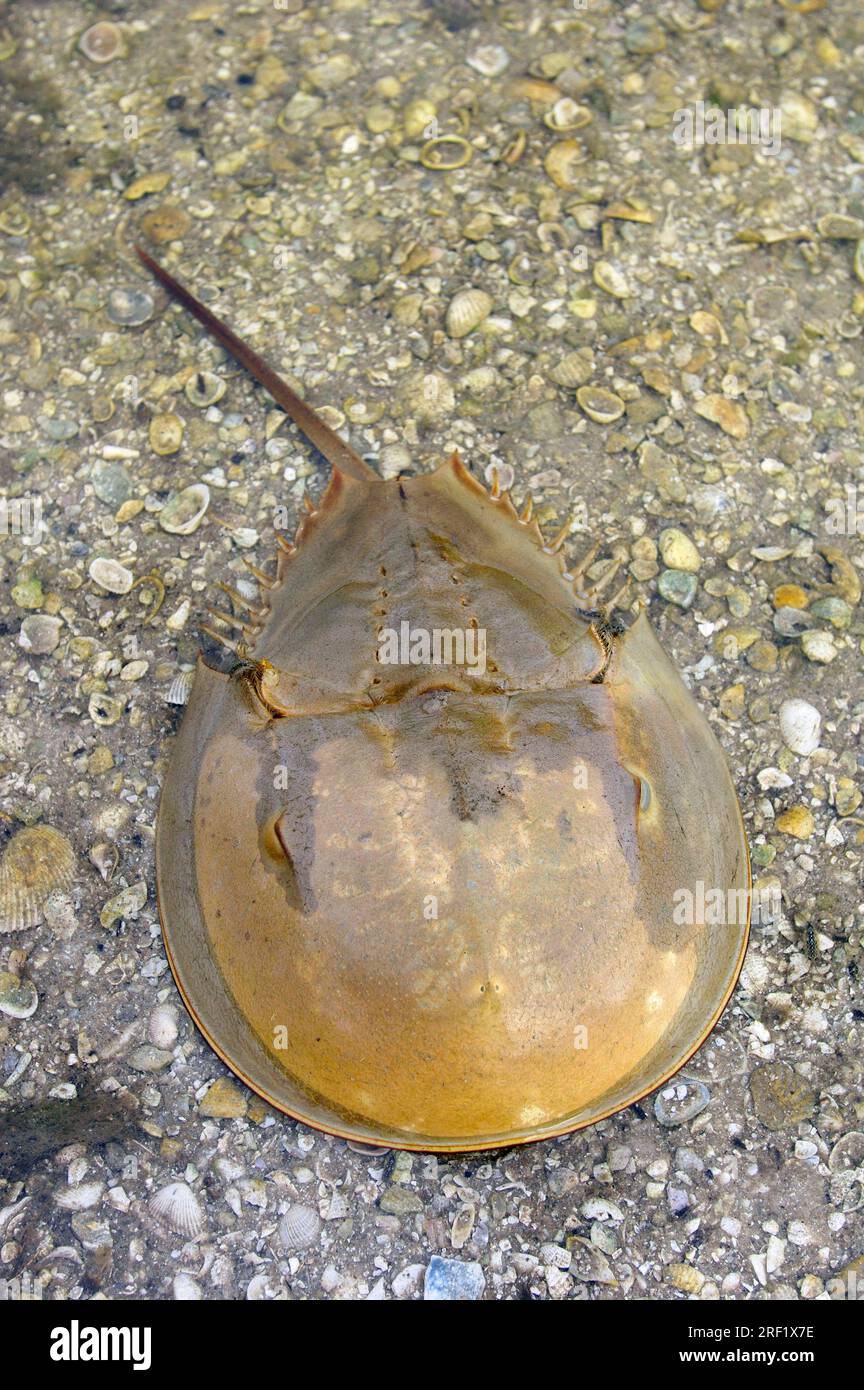 Usa limulus polyphemus king crab hi-res stock photography and images ...