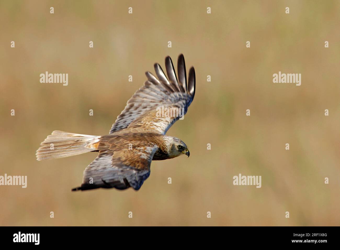 Western marsh harrier (Circus aeruginosus), male, Texel, releasable ...
