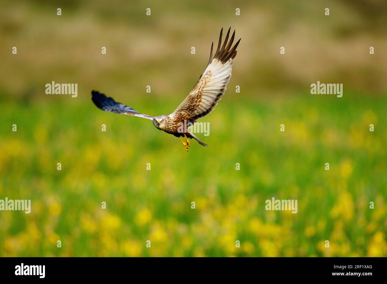 Western Marsh Harrier (Circus aeruginosus), male, Texel, Netherlands ...