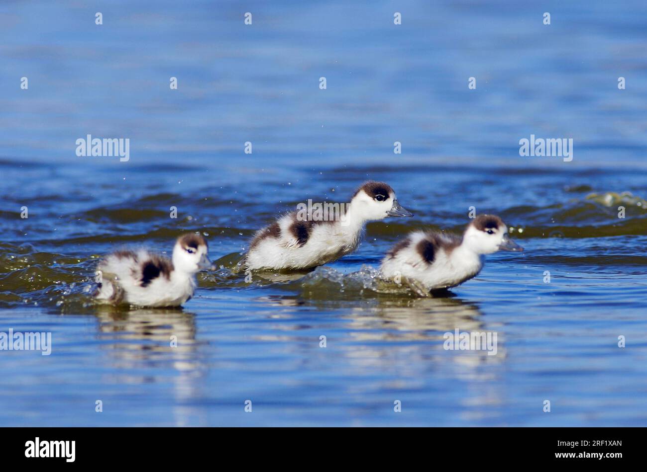 Baby shelduck hi-res stock photography and images - Alamy