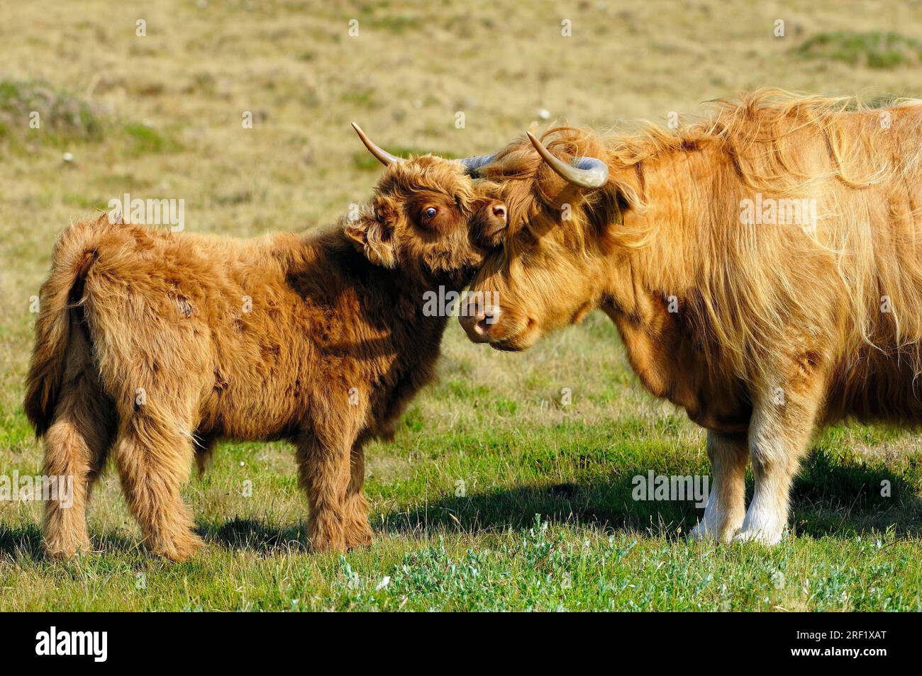 Scottish Highland Cattle, cow with calf, Texel, Netherlands Stock Photo ...