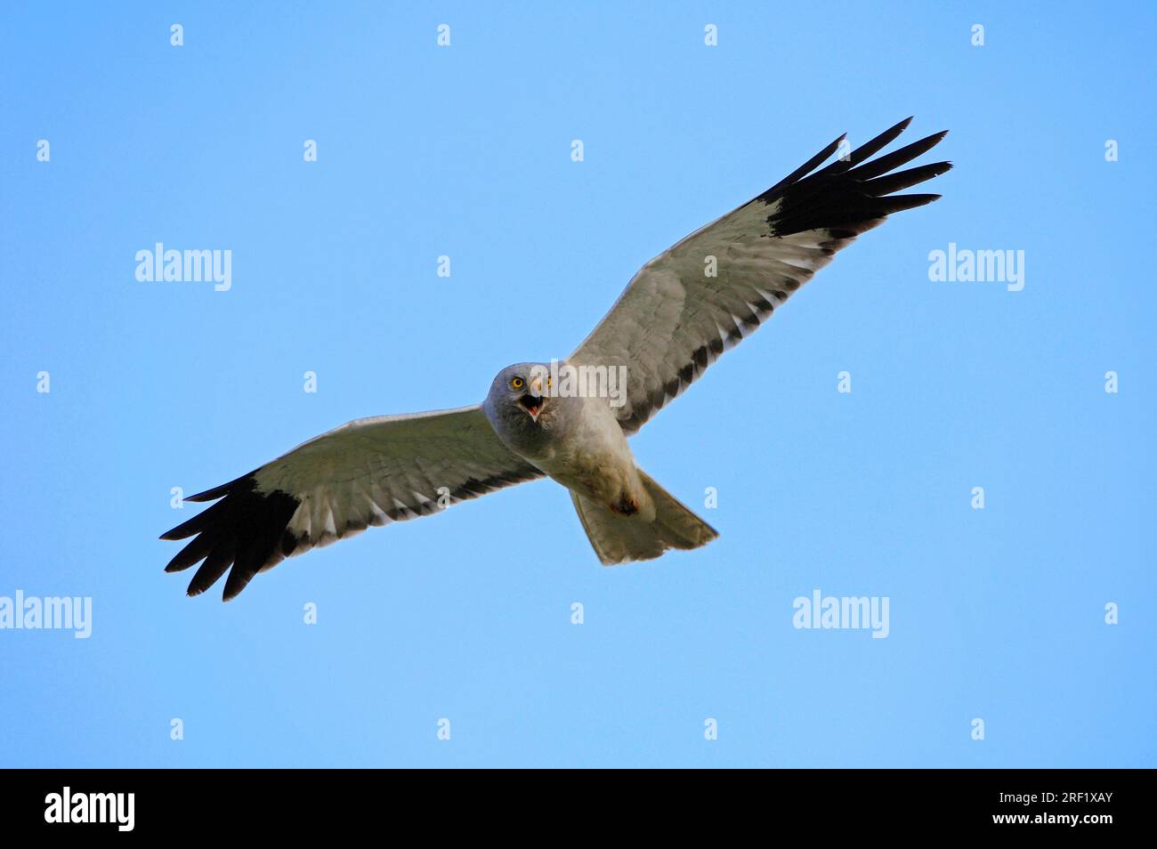 Hen Harrier (Circus cyaneus), male, Texel, Netherlands Stock Photo - Alamy