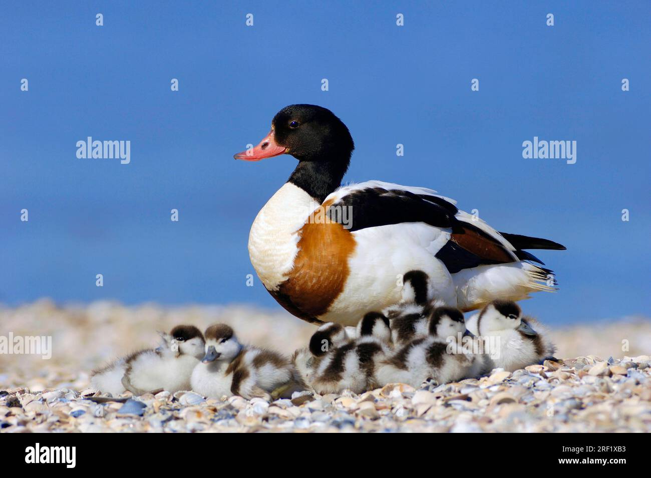 Common shelduck (Tadorna tadorna), female with chicks, Texel, shelduck ...