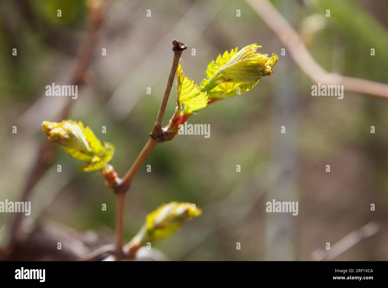 Vineyard, a branch of vine with growing vine leaves of bright green ...
