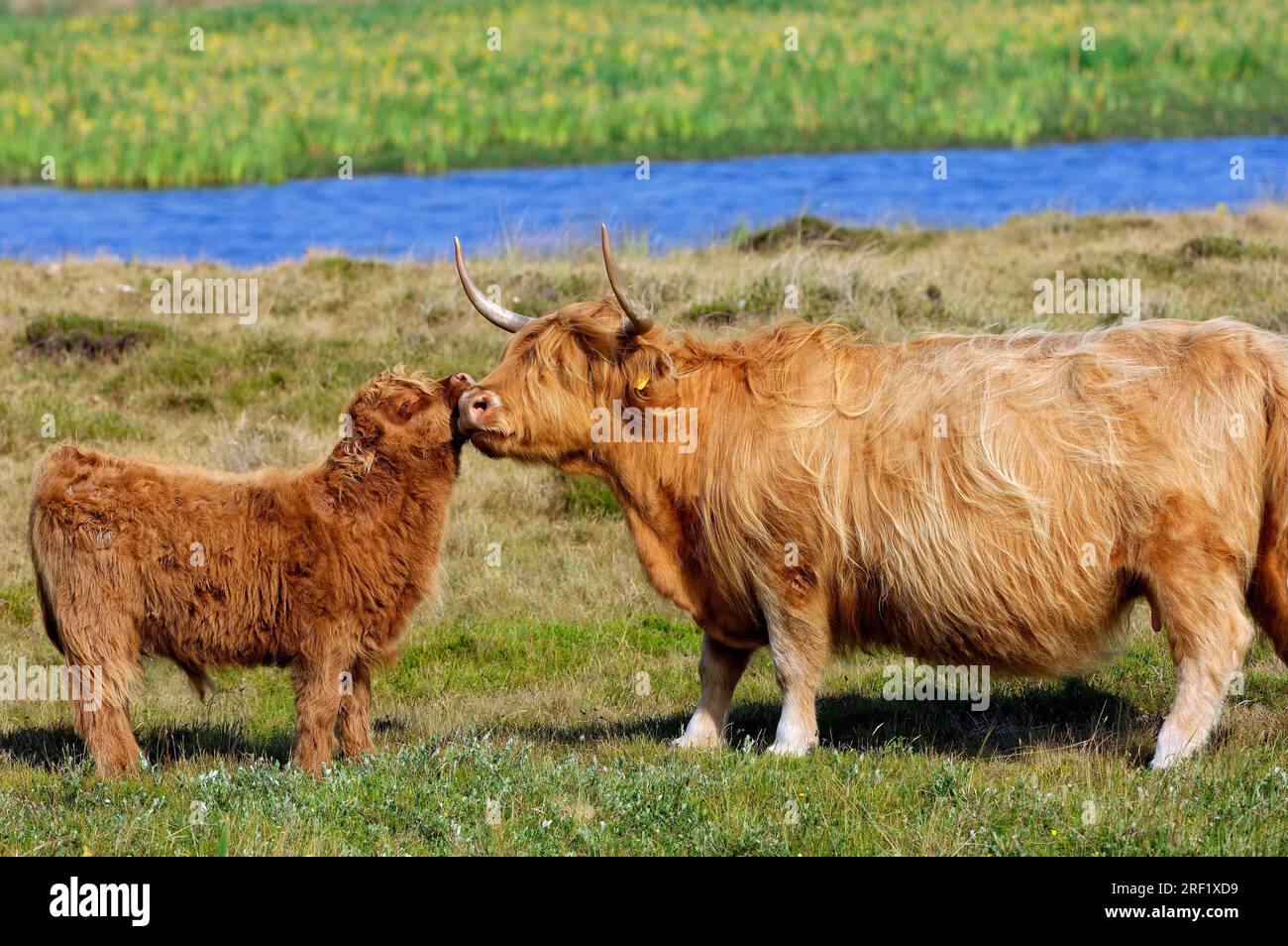 Scottish Highland Cattle, cow with calf, Texel, Netherlands Stock Photo ...
