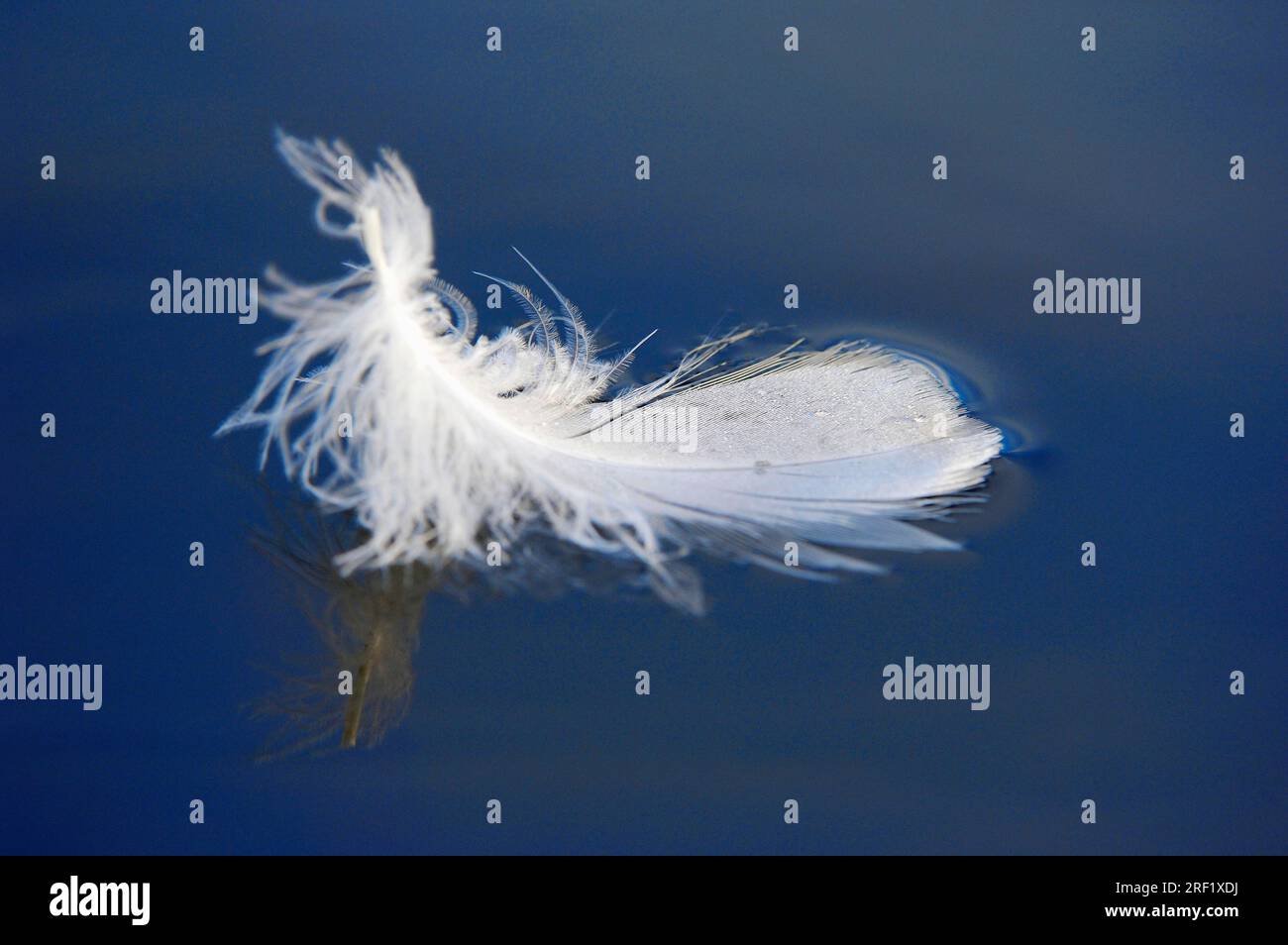 Bar-headed Goose (Anser indicus), feather on water Stock Photo - Alamy