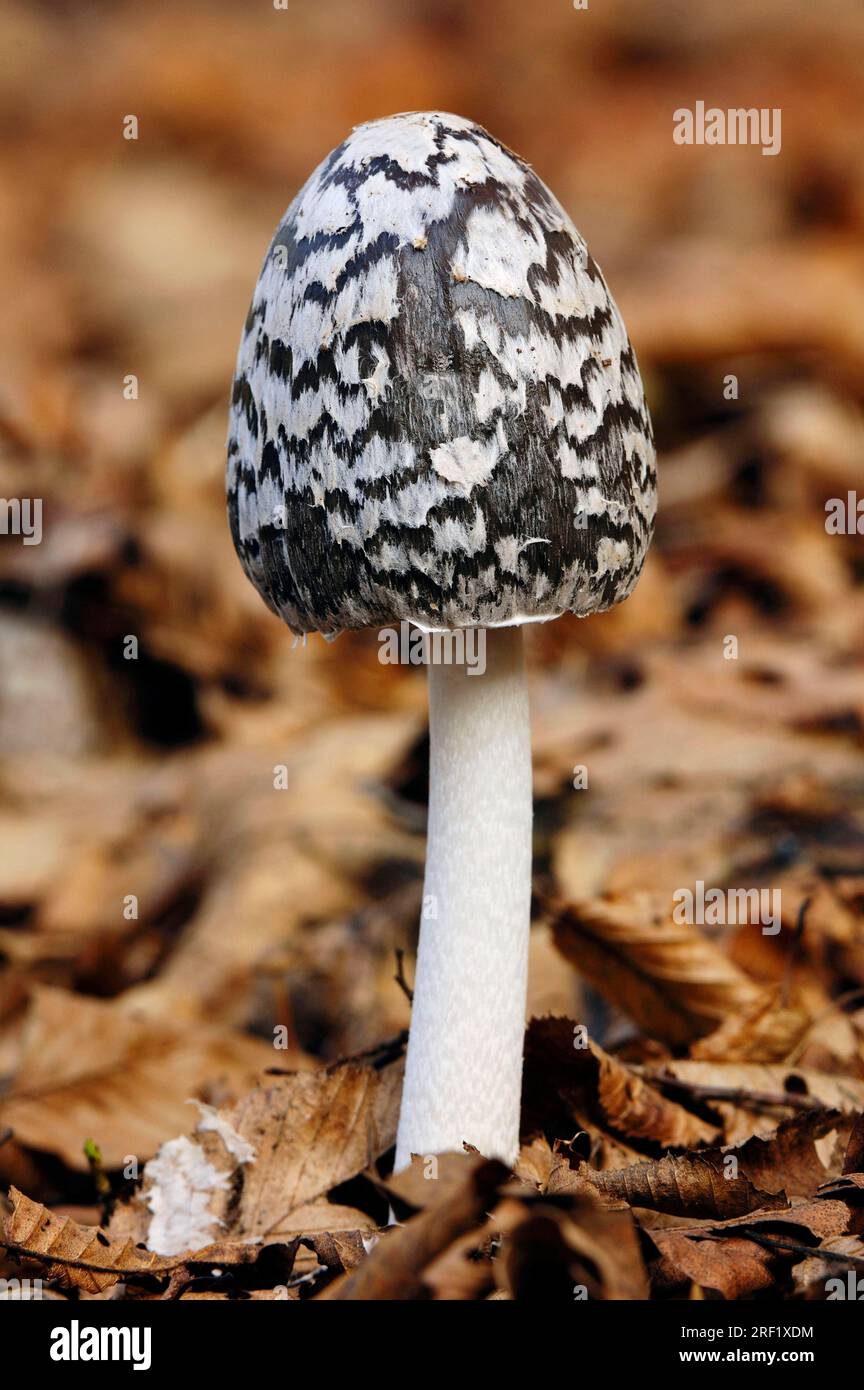 Magpie ink cap hi-res stock photography and images - Alamy