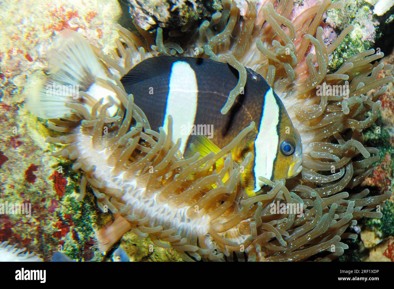 Clark's anemonefish (Amphiprion clarki), golden belly, Clark's ...