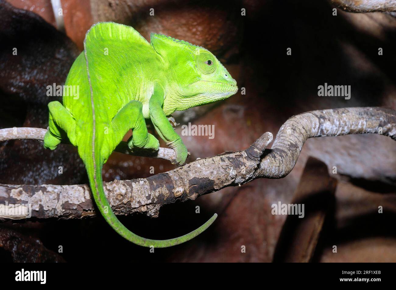 Crested Chameleon (Chamaeleo cristatus Stock Photo - Alamy