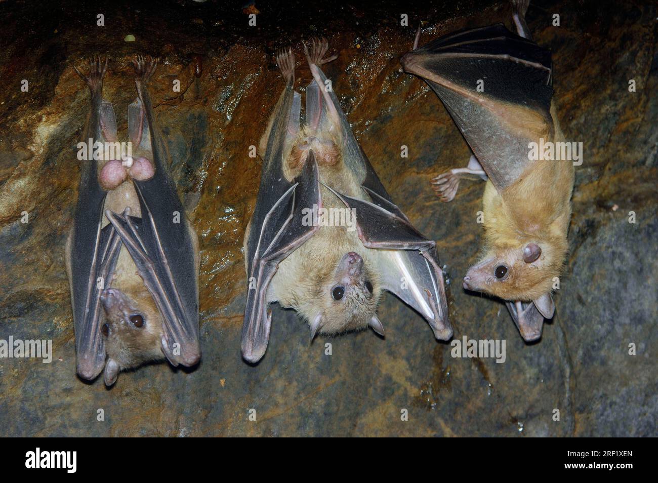 Egyptian fruit bat egyptian rousette hi-res stock photography and ...