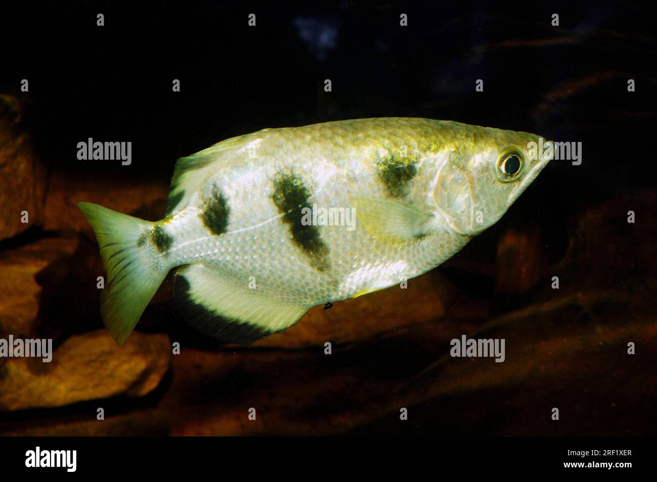 Archerfish toxotes hi-res stock photography and images - Alamy