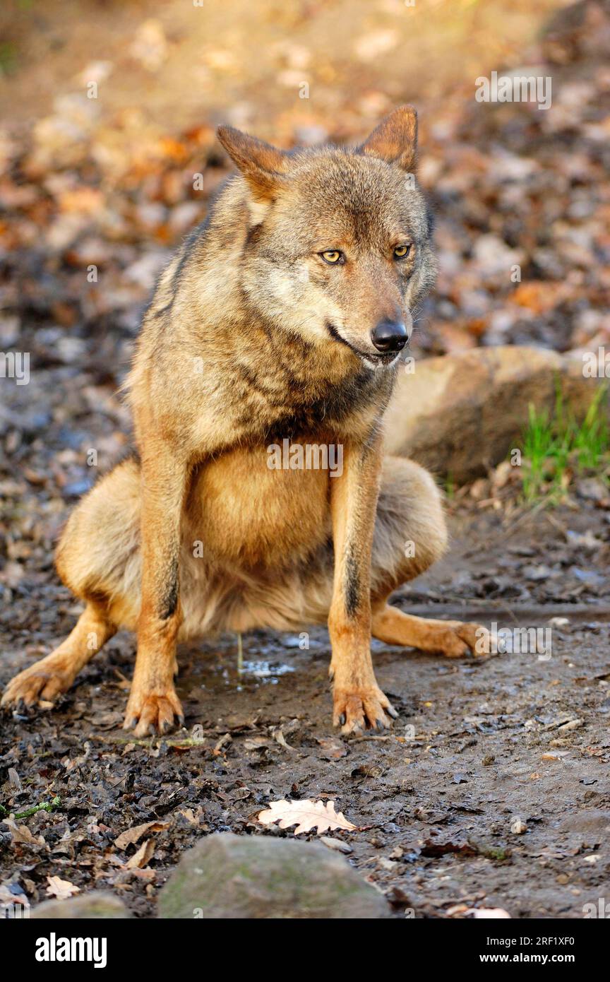 Iberian wolf (Canis lupus signatus), urinating, Spanish wolf, urinating ...