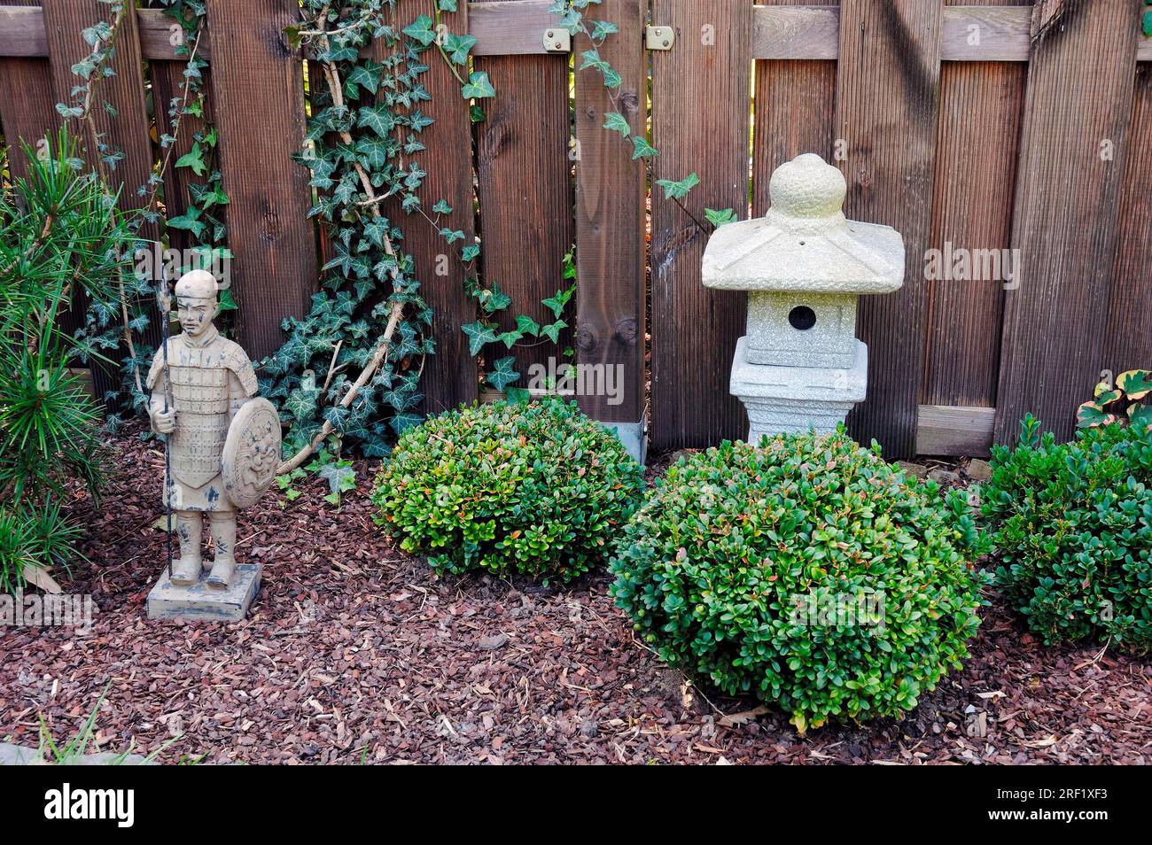 Common box buxus sempervirens garden hi-res stock photography and ...