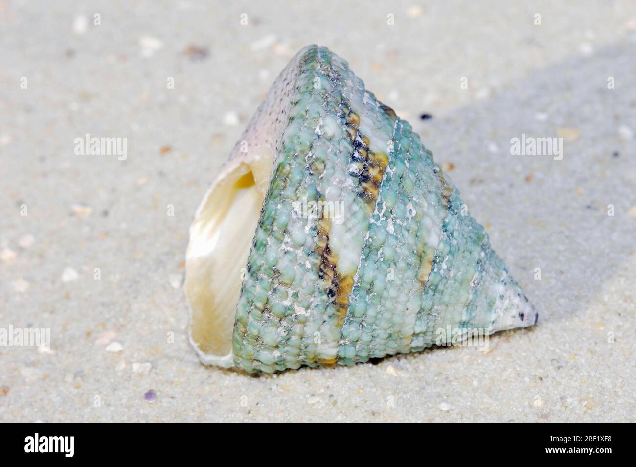 Tectus pyramis hi-res stock photography and images - Alamy