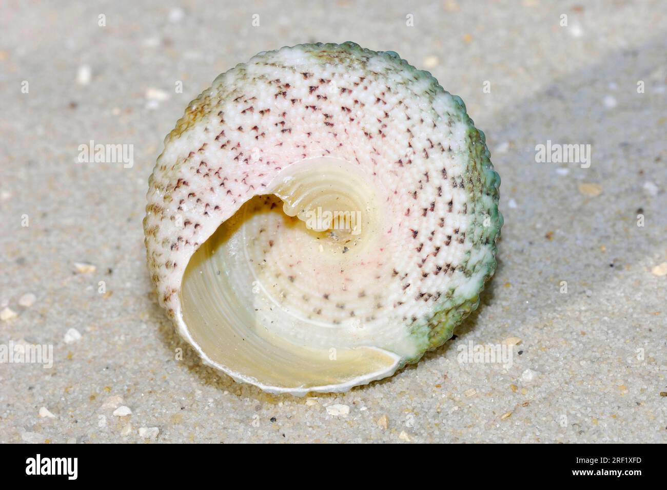 Tectus pyramis hi-res stock photography and images - Alamy