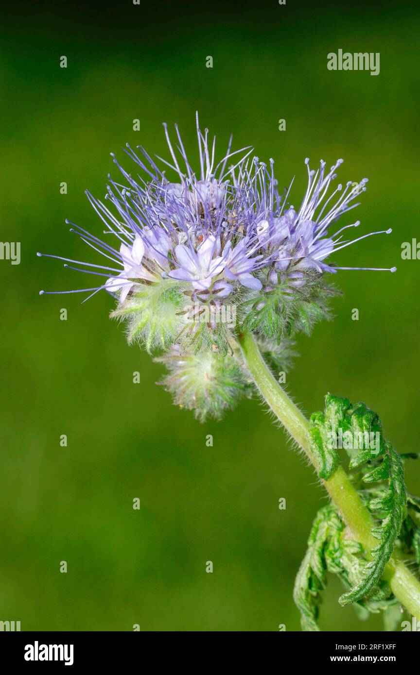 Lacy (phacelia) (Phacelia tanacetifolia), North Rhine-Westphalia, bee ...