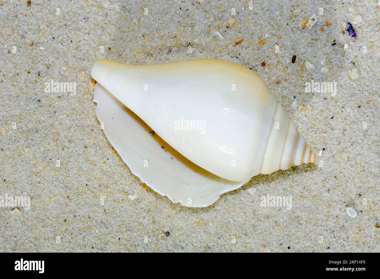 Conidae hi-res stock photography and images - Alamy