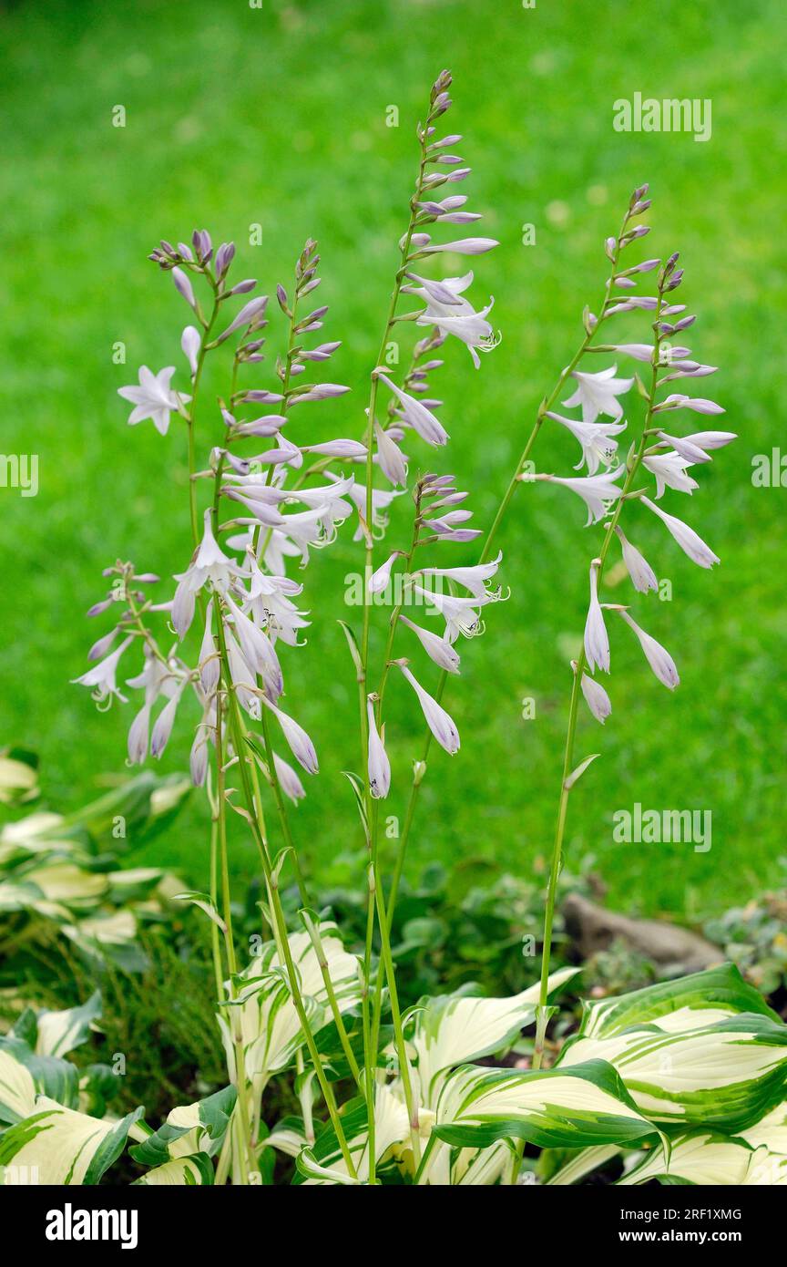 Heart Lily, hosta (Hosta Stock Photo - Alamy