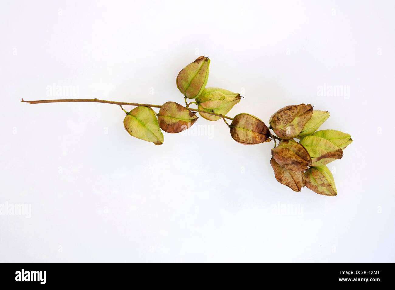 Golden Raintree, fruits (Koelreuteria paniculata), Panicled Golden ...