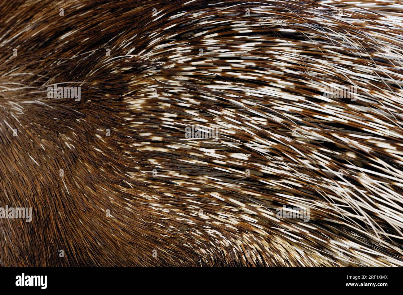 White-tailed porcupine (Hystrix leucura), spines, white-tailed ...