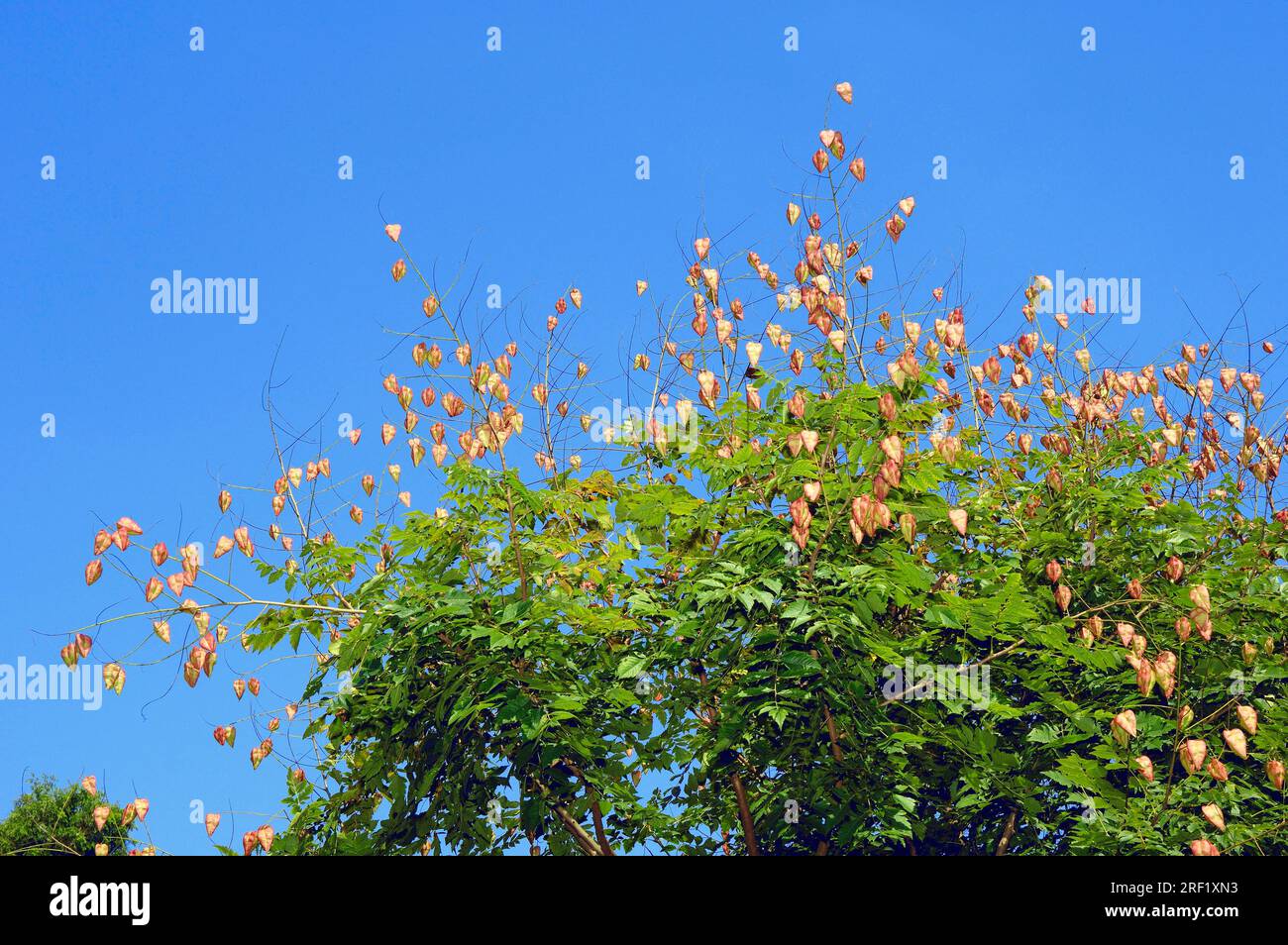 Golden Raintree with Fruit (Koelreuteria paniculata), Panicled Golden ...