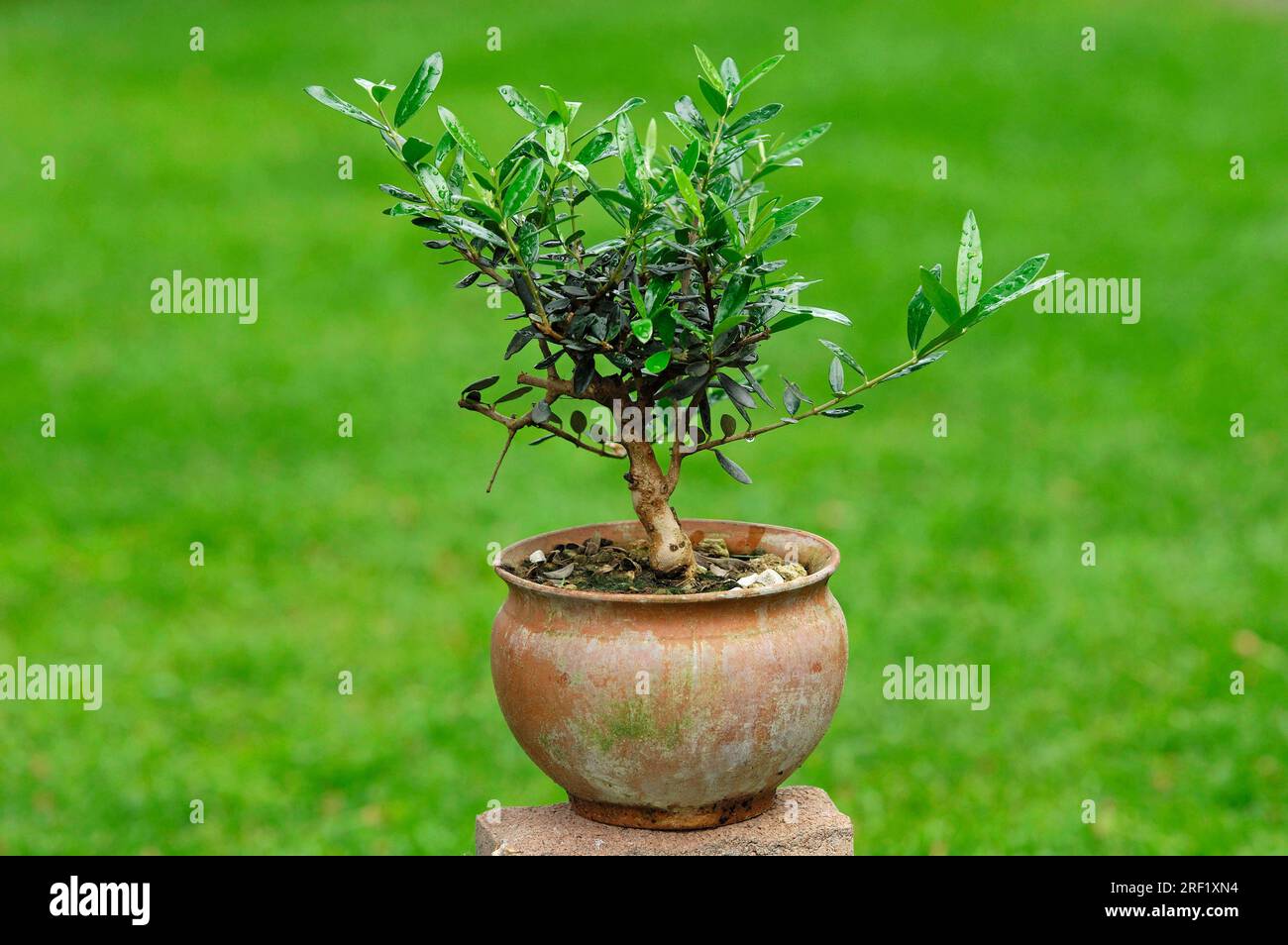 Olive in flower pot, olive tree (Olea europaea Stock Photo - Alamy