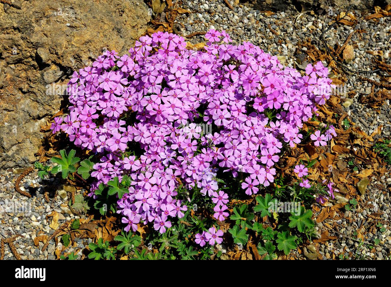 Creeping phlox (Phlox subulata), Creeping Phlox Stock Photo - Alamy