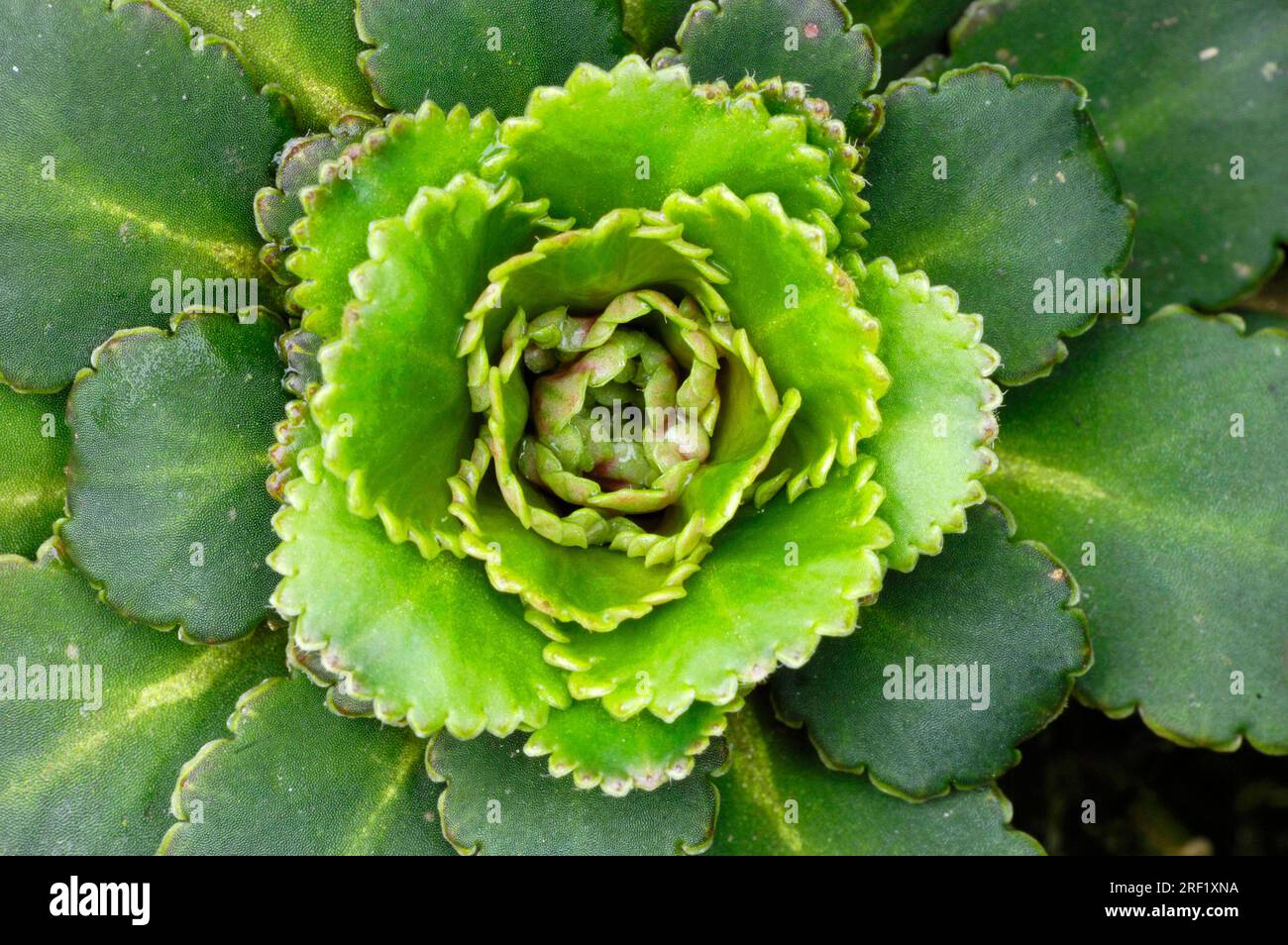 London pride plant hi-res stock photography and images - Alamy