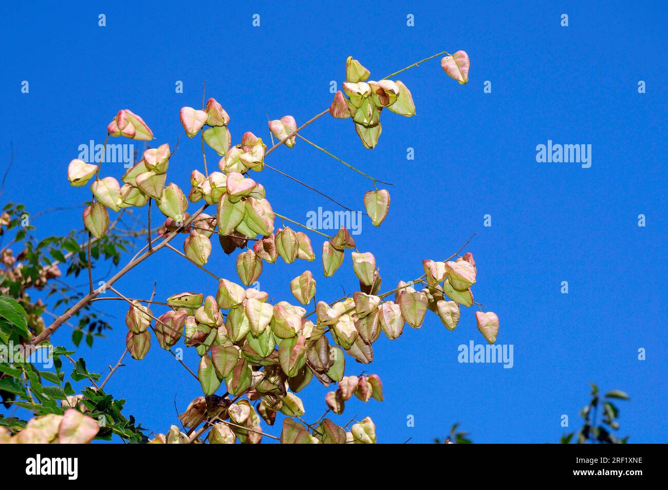 Golden Raintree, branch with fruits (Koelreuteria paniculata), Panicled ...