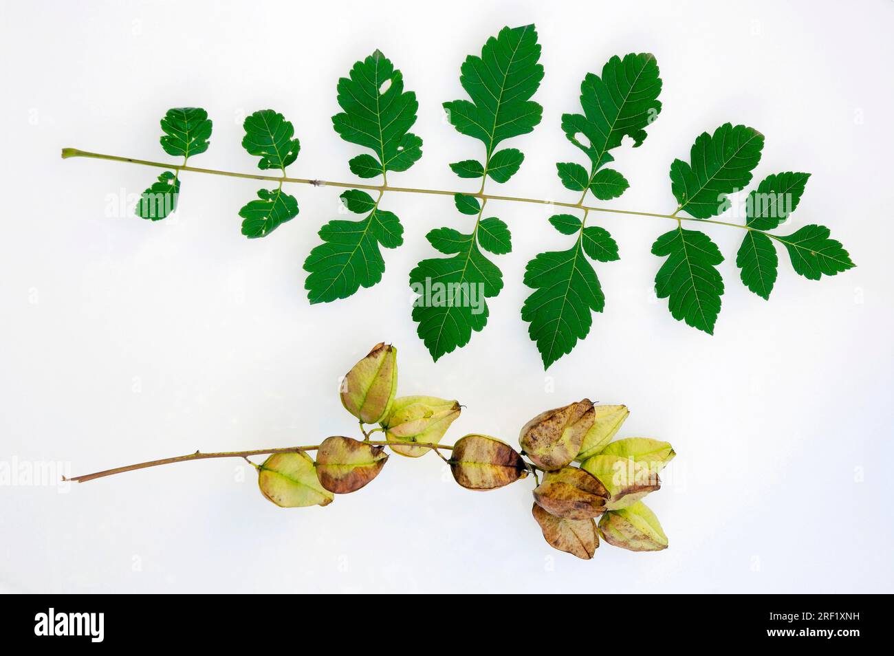 Koelreuteria Bipinnata Leaves