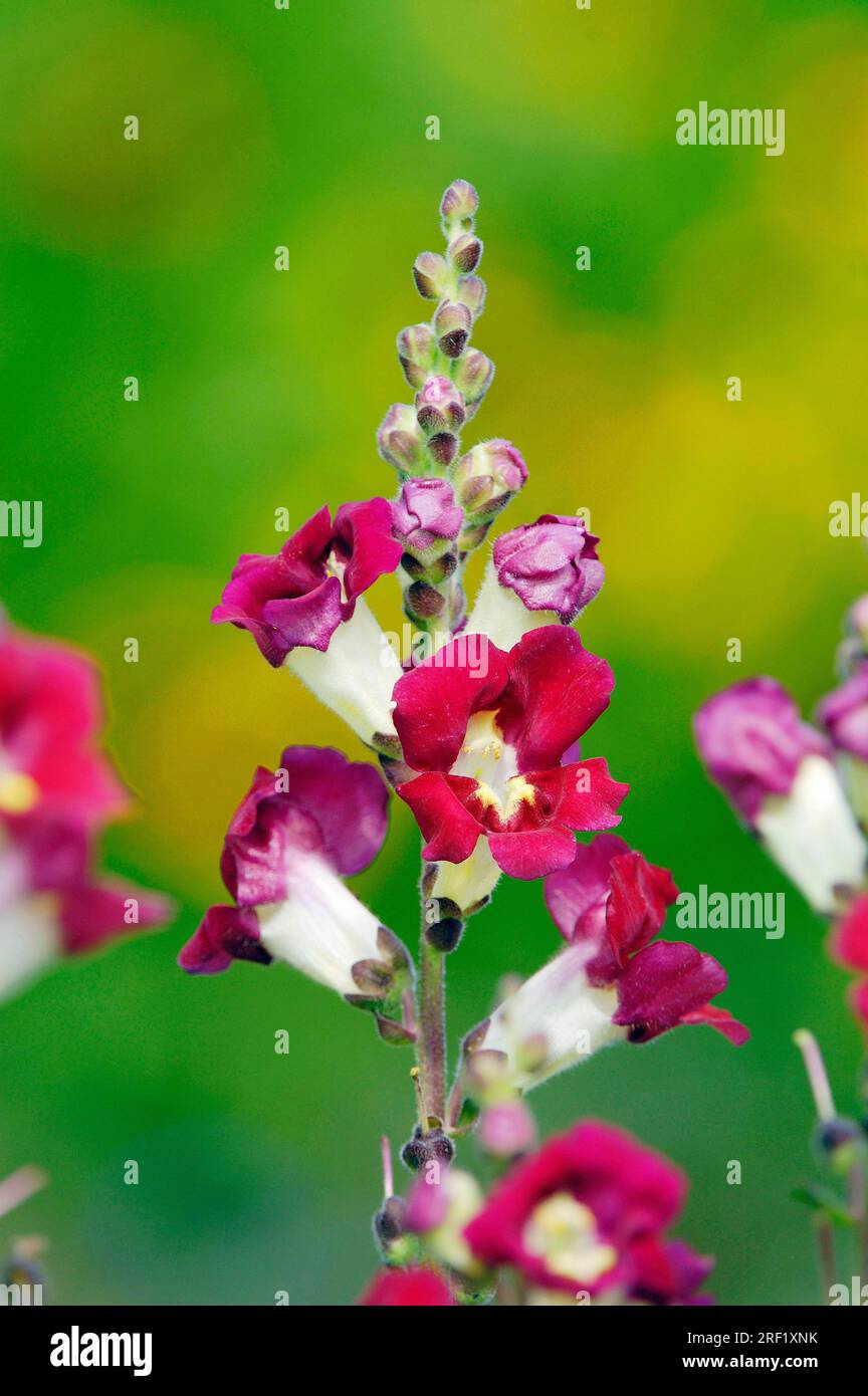 Common snapdragon (Antirrhinum majus), snapdragon Stock Photo - Alamy
