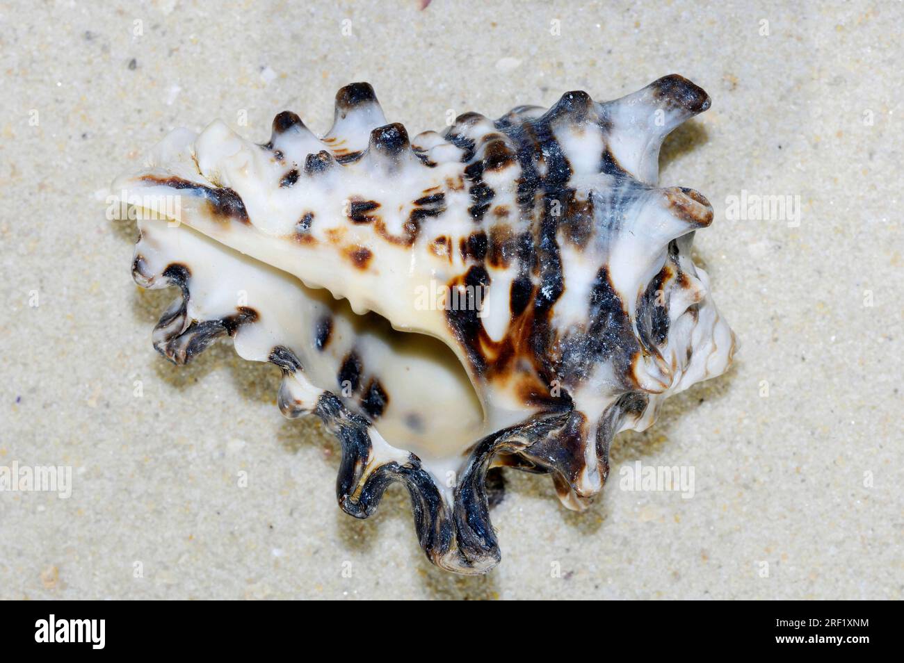 Sea snail (hexaplex), snail shell, snail shells, detachable Stock Photo ...