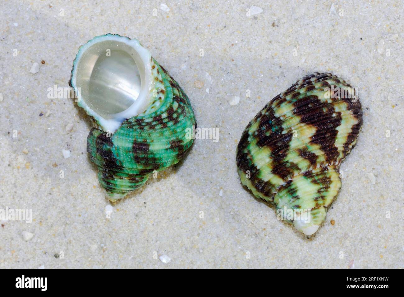 Green Turbo Snails (Turbo marmoratus Stock Photo - Alamy
