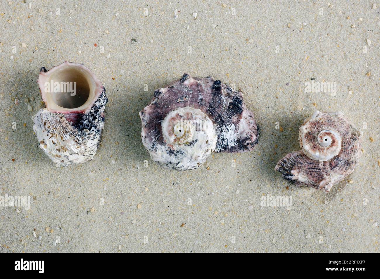 Sea snails (Angaria atrata), snail shell, snail shells Stock Photo - Alamy