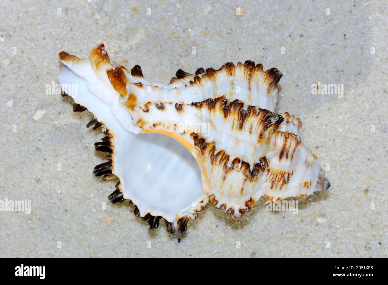 Murex snail hi-res stock photography and images - Alamy