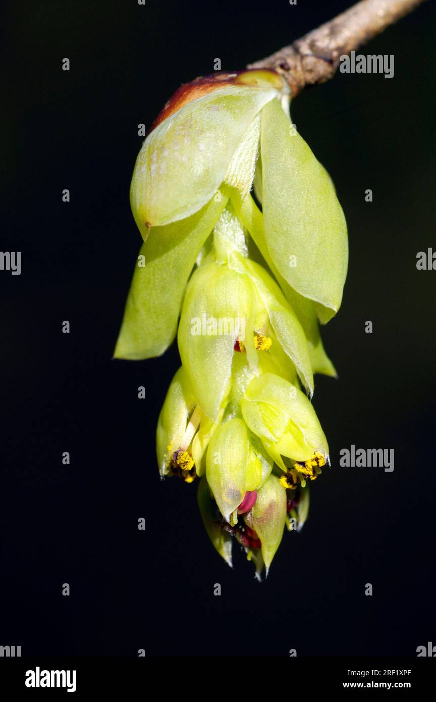 Buttercup winter hazel (Corylopsis winter hazel (Corylopsis spicata ...