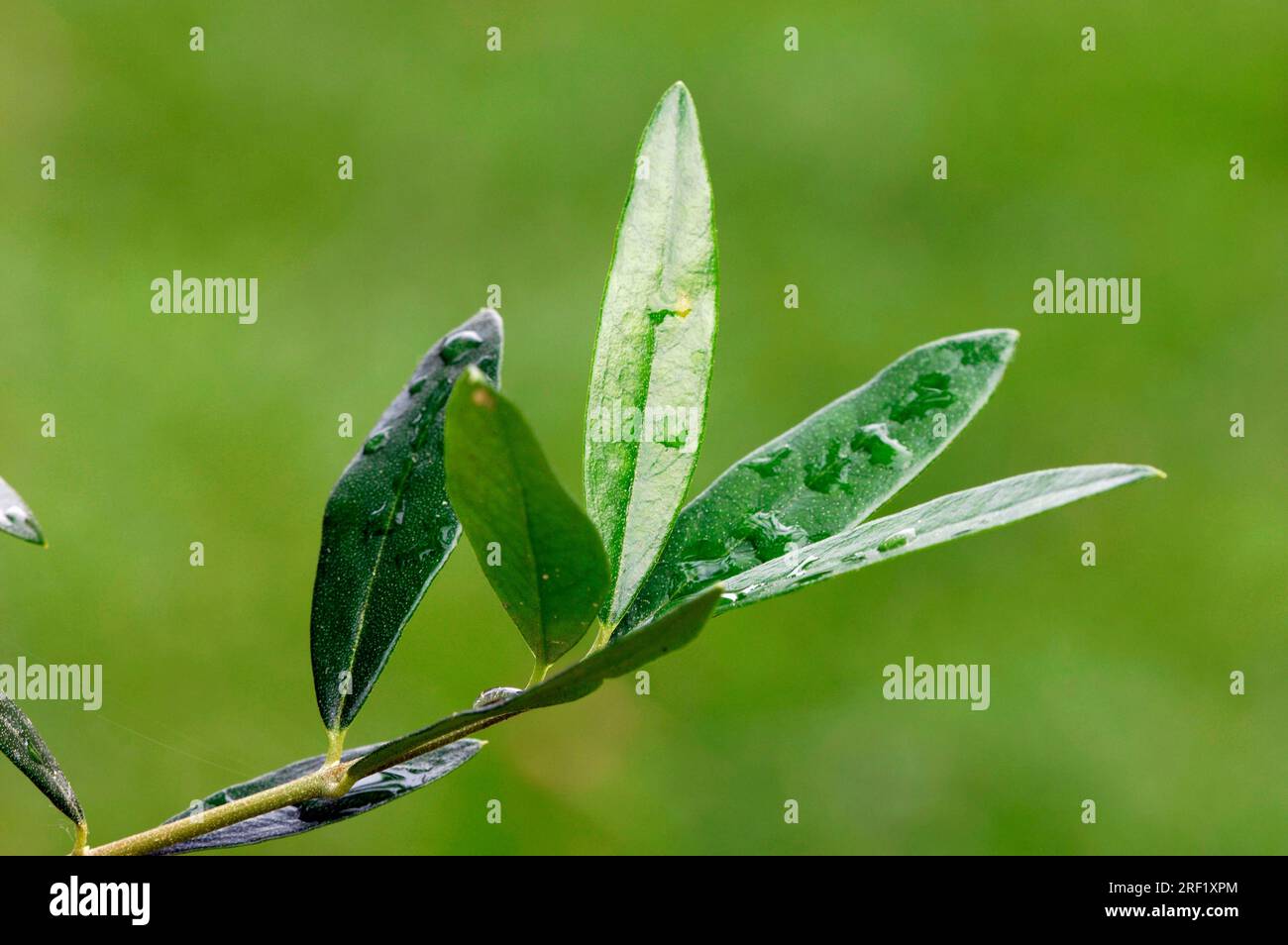 Olea leaf hi-res stock photography and images - Alamy