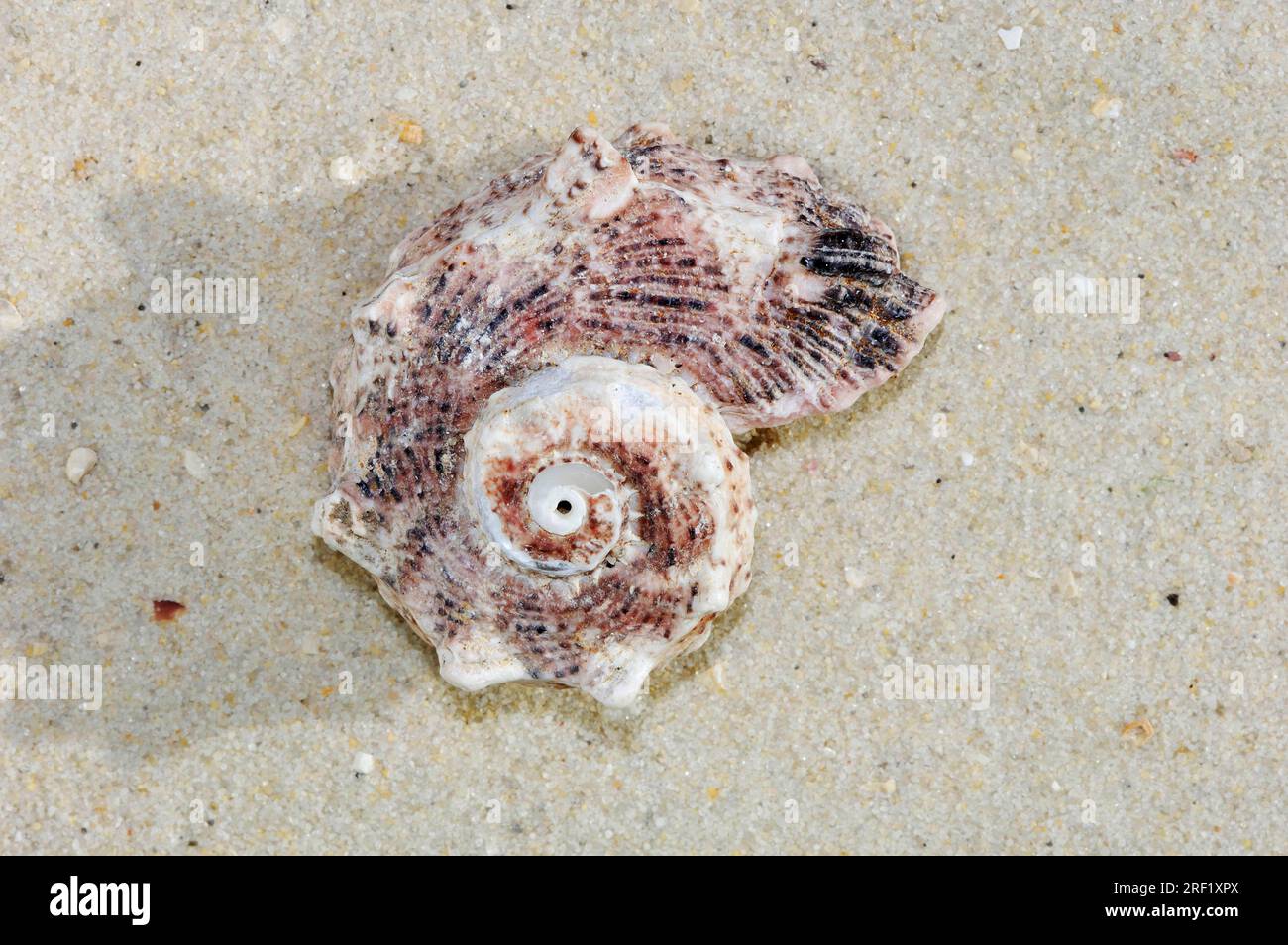 Sea snail (Angaria atrata), snail shell, snail shells Stock Photo - Alamy