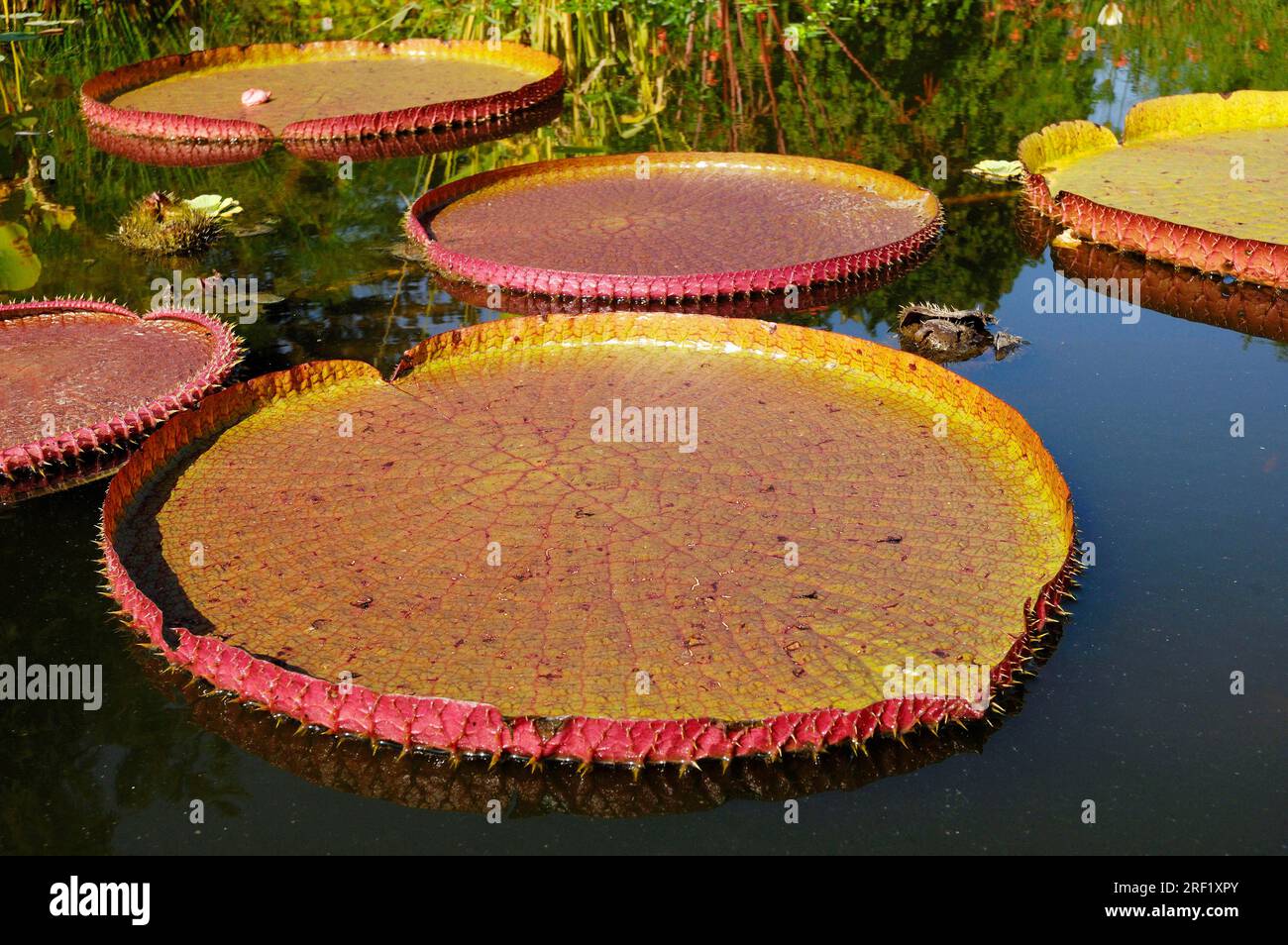 Giant Water Lily, leaves, Amazon Water Lily (Victoria amazonica Stock ...