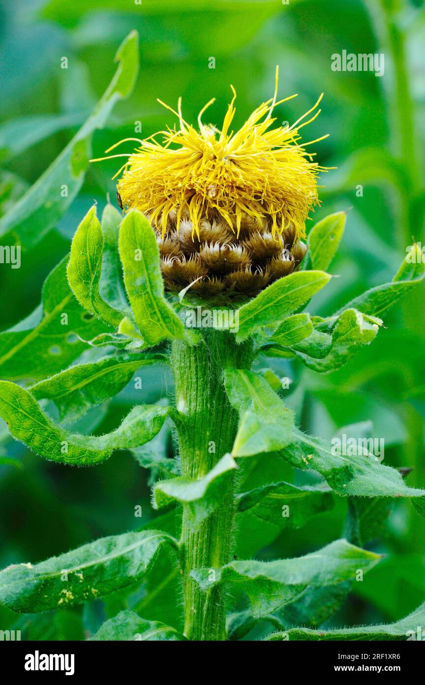 Giant flowering knapweed, yellow giant knapweed (Centaurea macrocephala ...