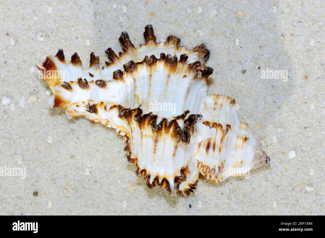 Murex snail hi-res stock photography and images - Alamy