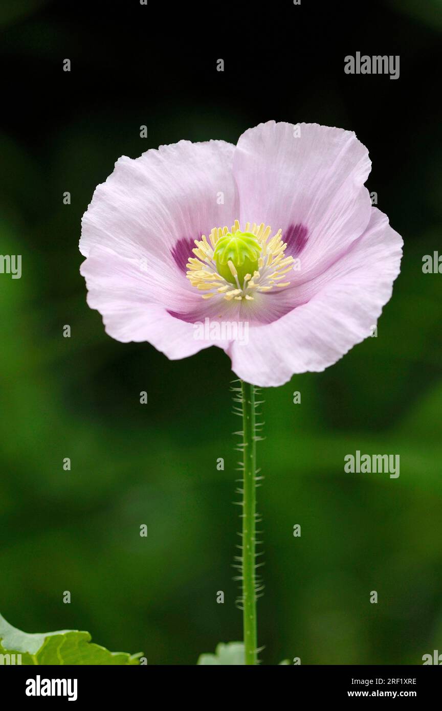 Ornamental pink poppy hi-res stock photography and images - Alamy
