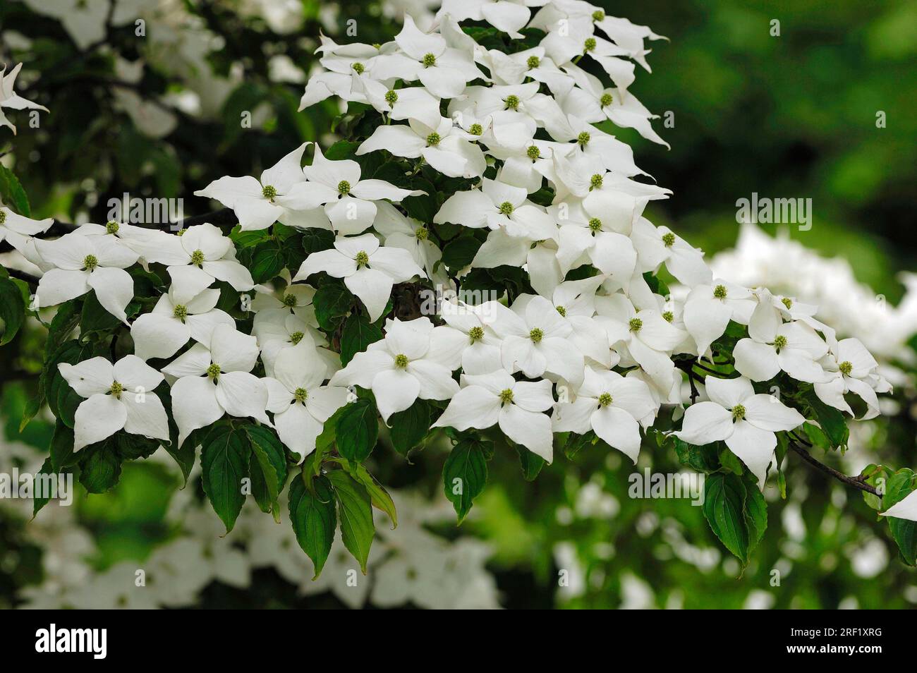 Japanese Dogwood (Cornus kousa Stock Photo - Alamy