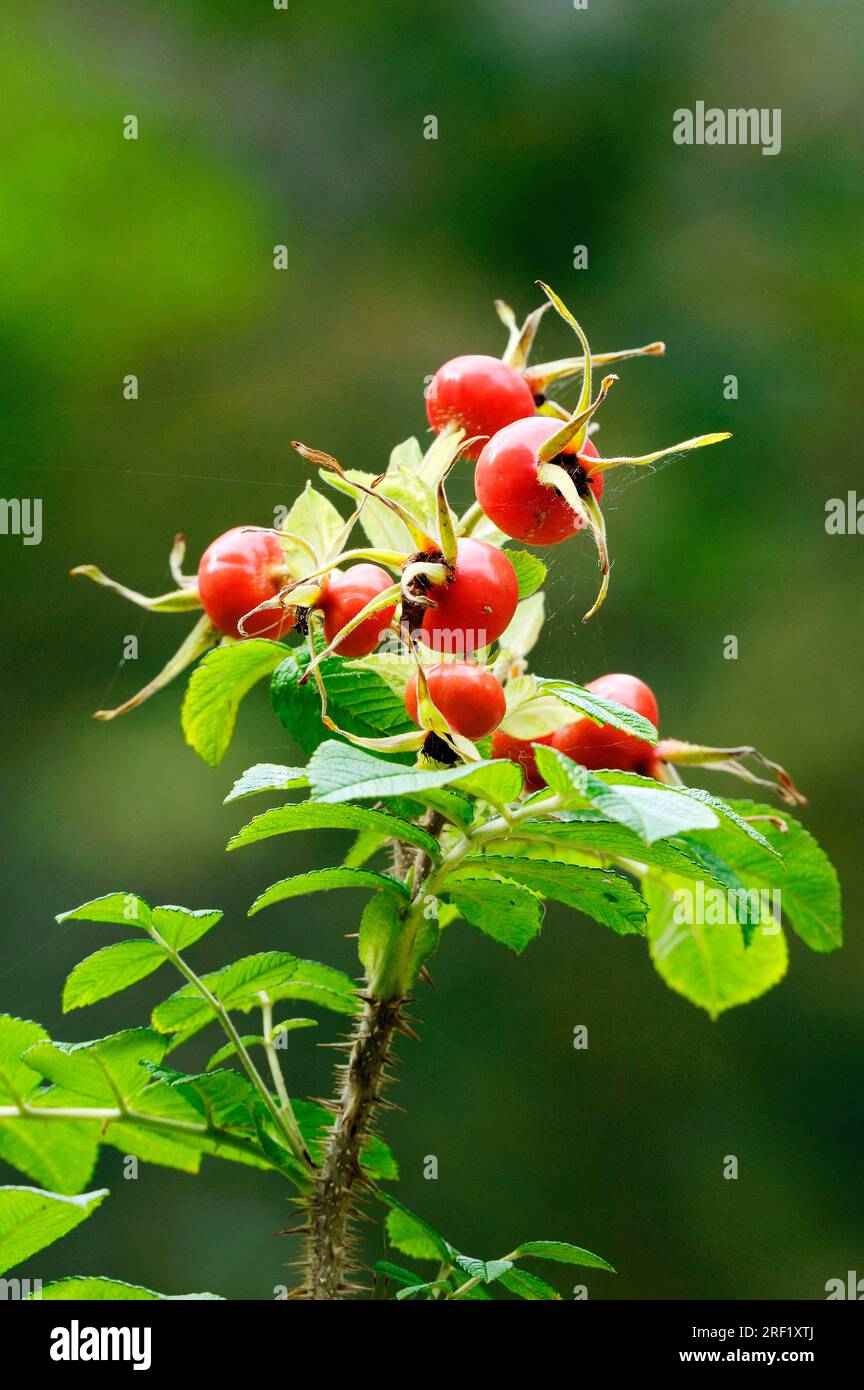 Rosa rugosa seed head hi-res stock photography and images - Alamy