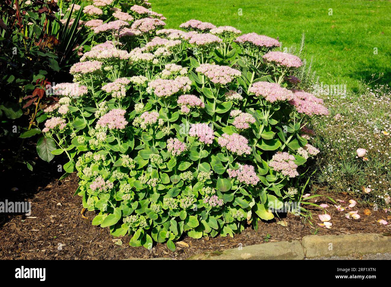 Showy Sedum, Showy Stonecrop (Sedum spectabile Stock Photo - Alamy