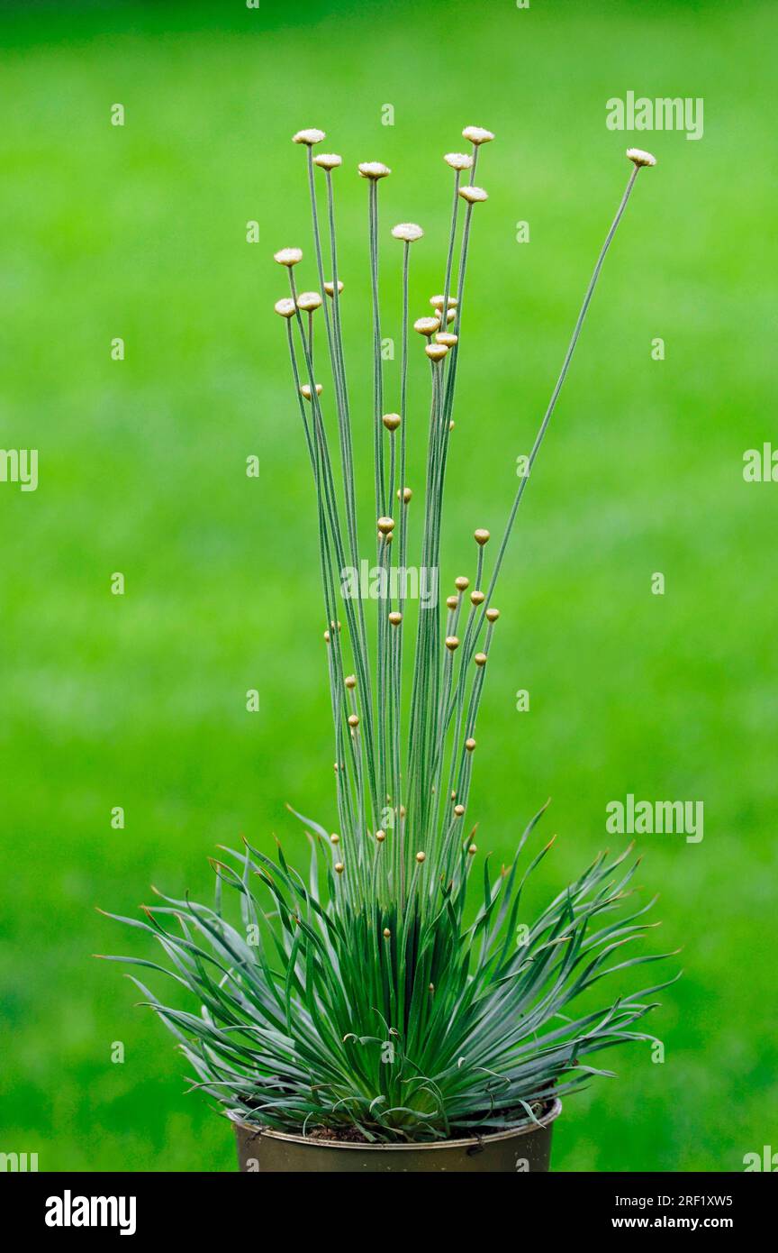 Blossom syngonanthus chrysanthus eriocaulaceae hi-res stock photography ...