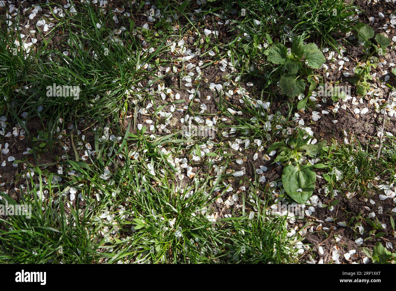 Fallen white petals of fruit tree flowers, lie on ground and green ...