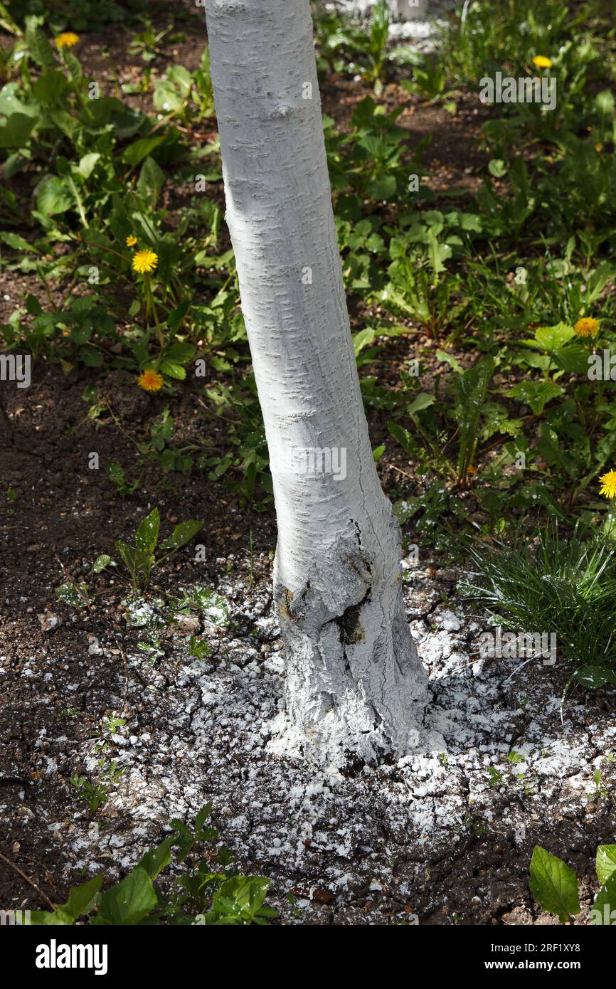 Damaged trunk, whitened and disinfected with lime, fruit tree in garden ...